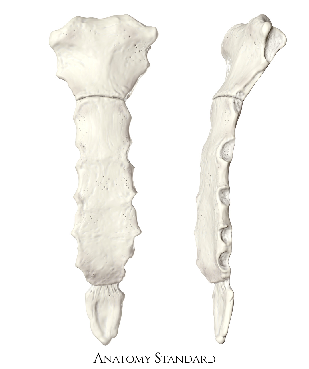 Anatomy Standard - Drawing Sternum: frontal and anterolateral view - no labels | AnatomyTOOL